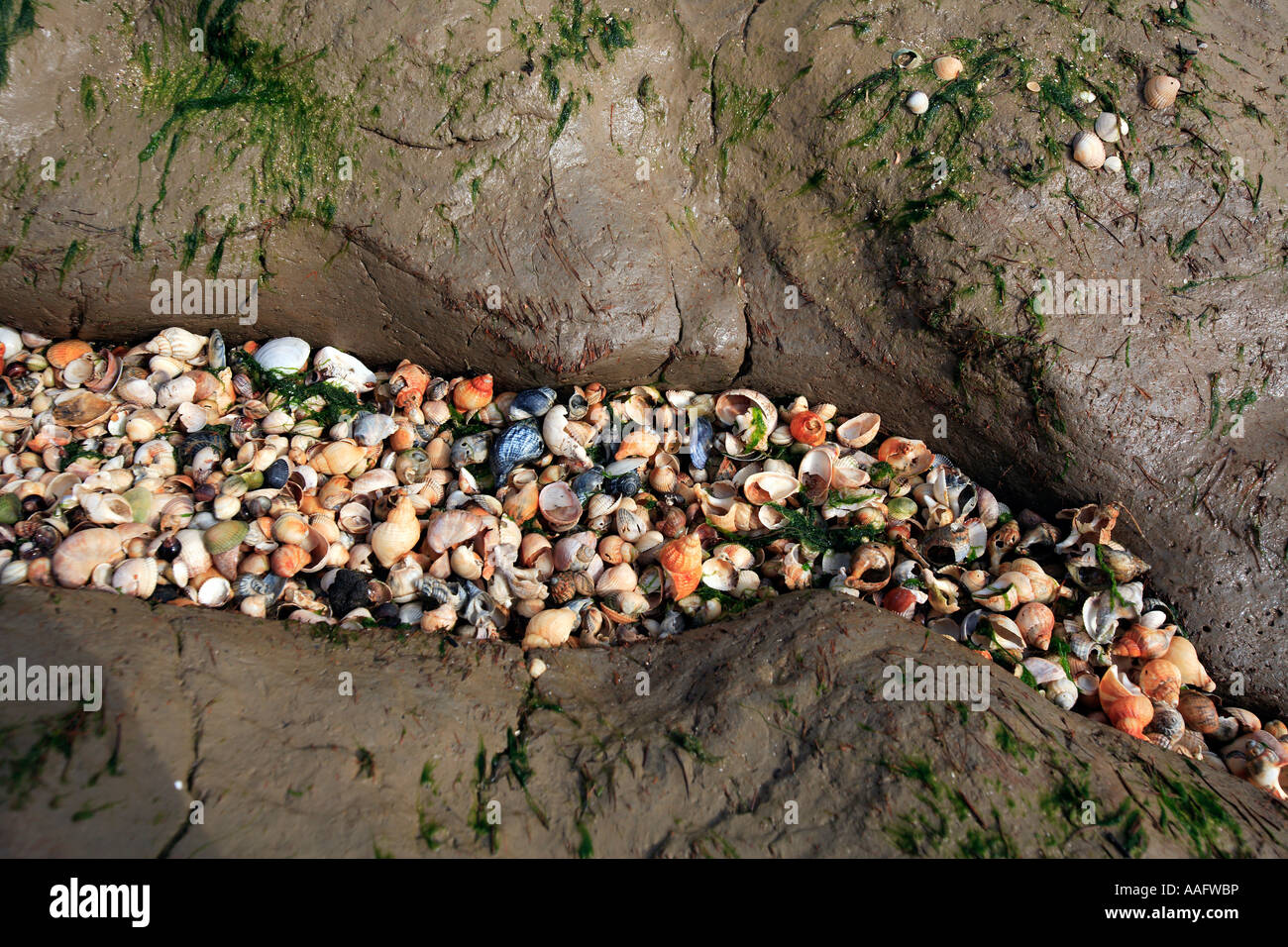 united kingdom essex bradwell on sea a vein of shells amidst the mud on ...