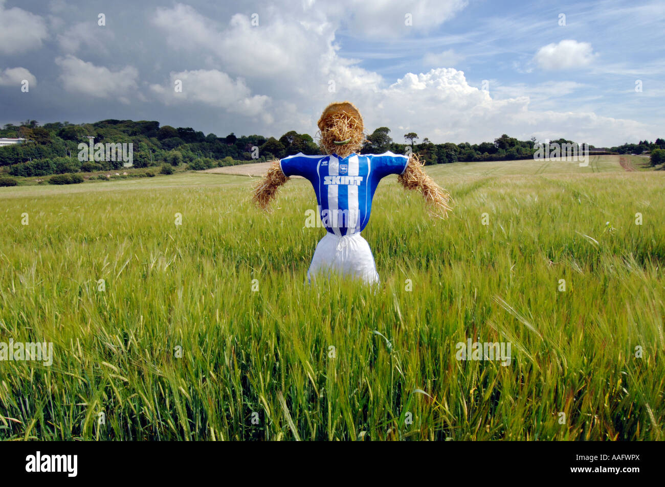 A scarecrow dressed in Brighton and Hove Albion Football Club strip on ...