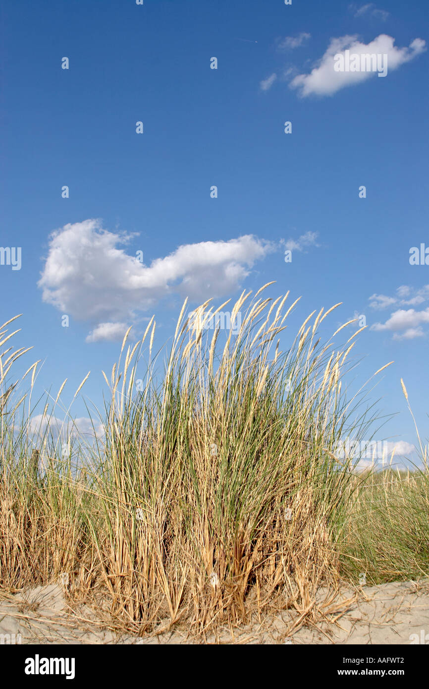 Grasses growing in seaside beach sand dunes with blue sky and clouds ...
