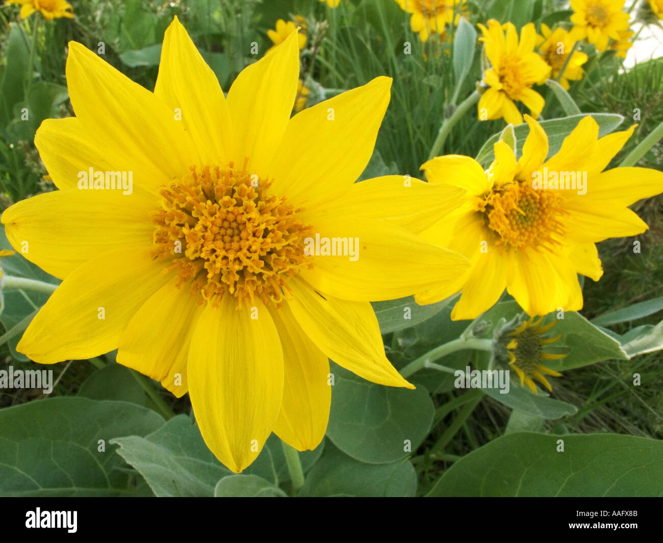 Great basin national park detail hi-res stock photography and images ...