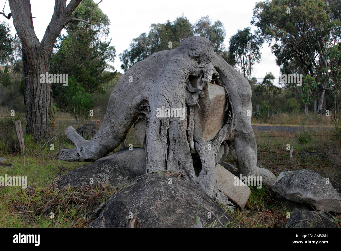 Unusual tree root growth hi-res stock photography and images - Alamy