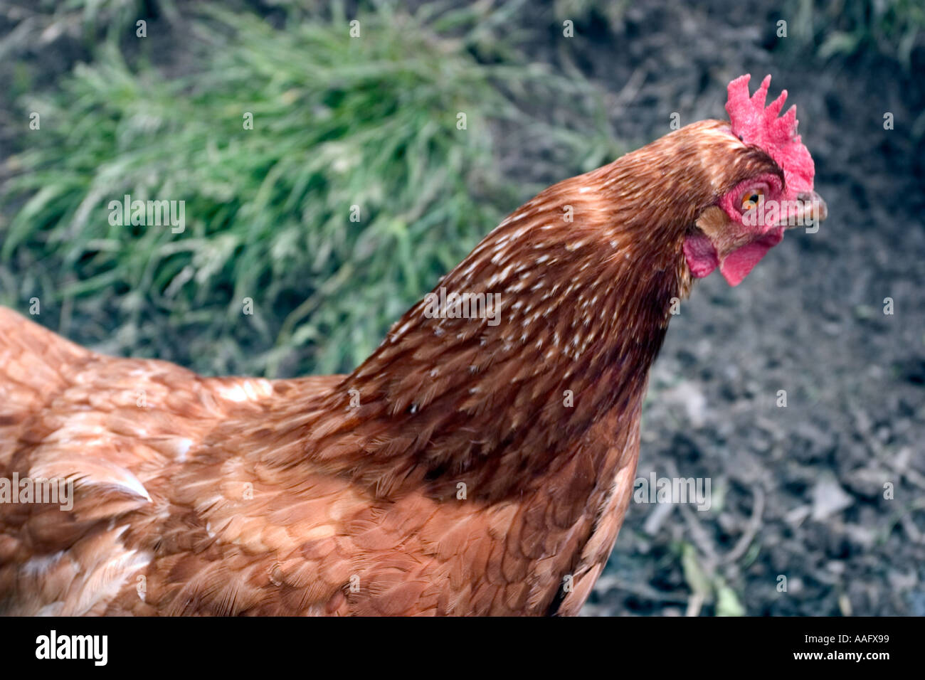 Free range alone single chicken on grass Stock Photo - Alamy