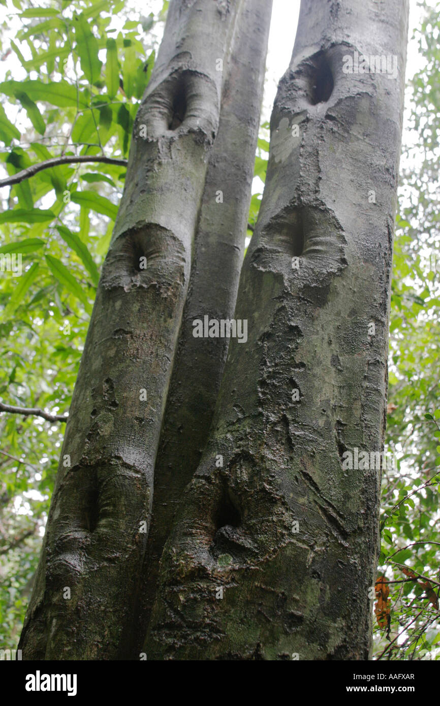 Twin trunks hi-res stock photography and images - Alamy