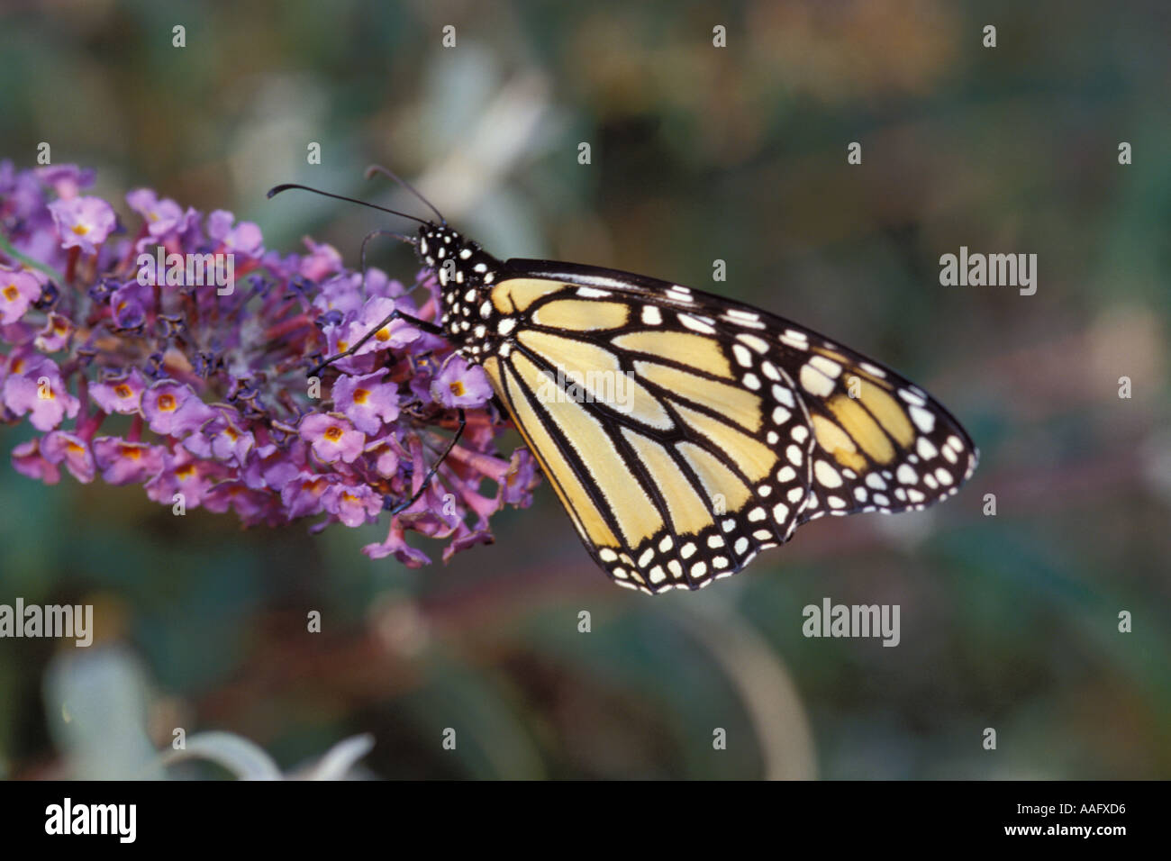 Monarch butterfly Danaus plexippus Stock Photo - Alamy