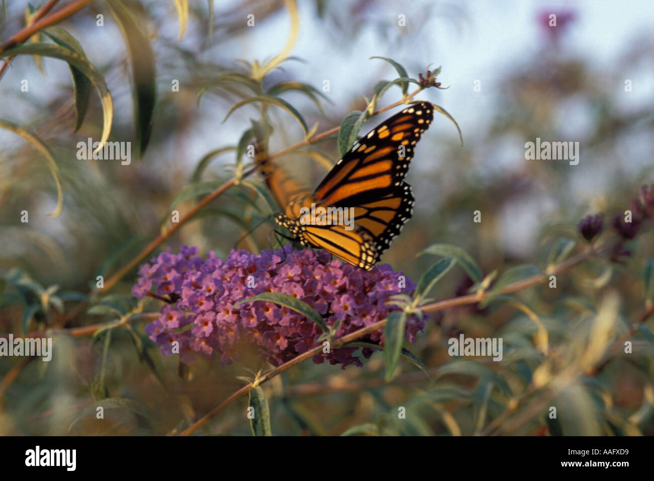 Monarch butterfly Danaus plexippus Stock Photo - Alamy