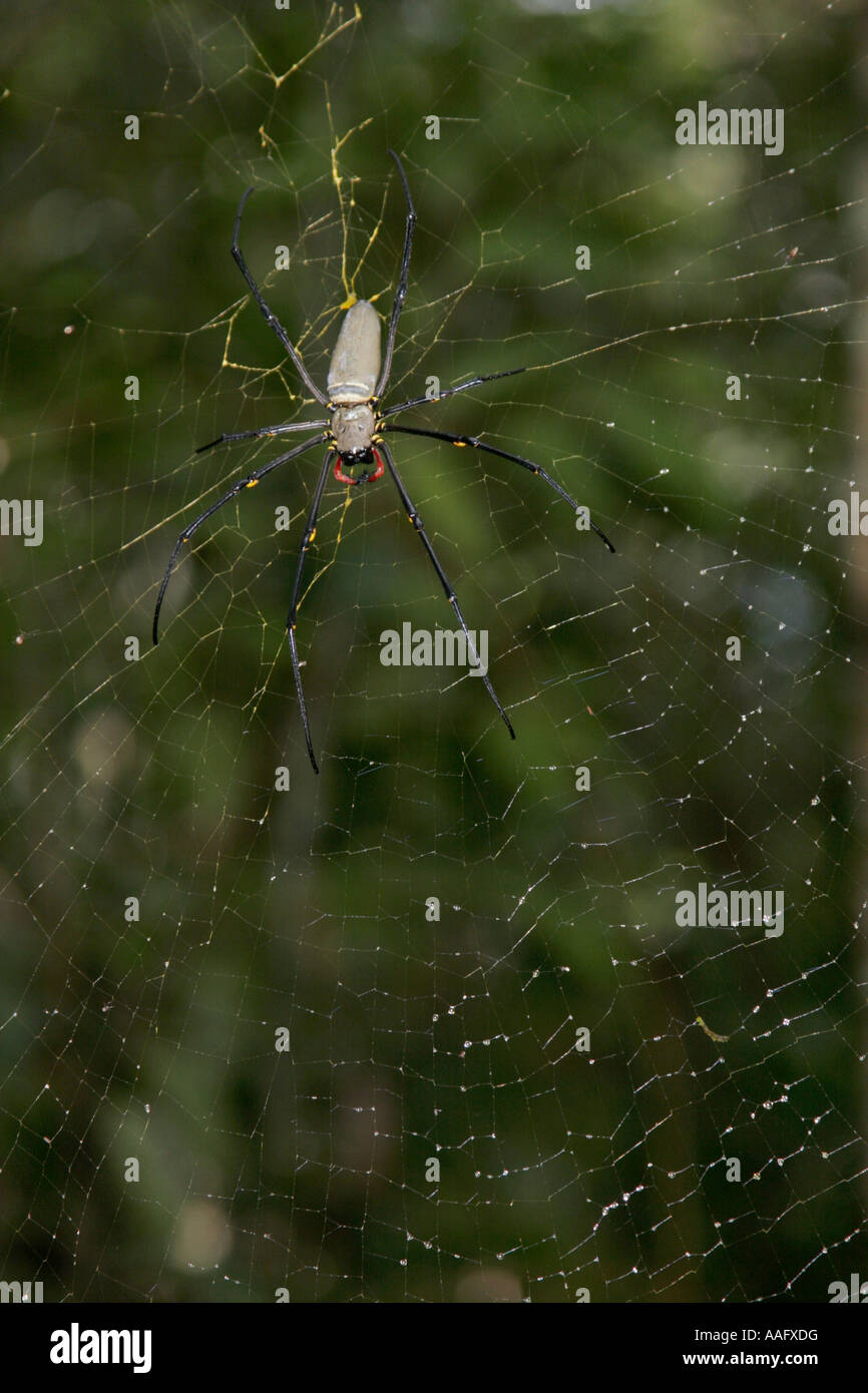 Golden Orb spider Stock Photo - Alamy