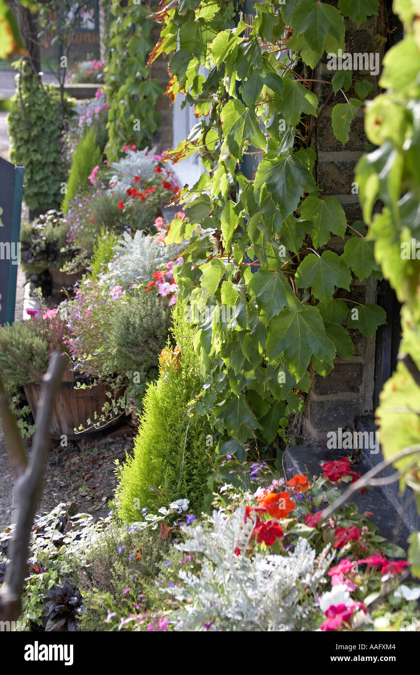 The Farmer s Boy pub outside flower displays on a summer day in ...