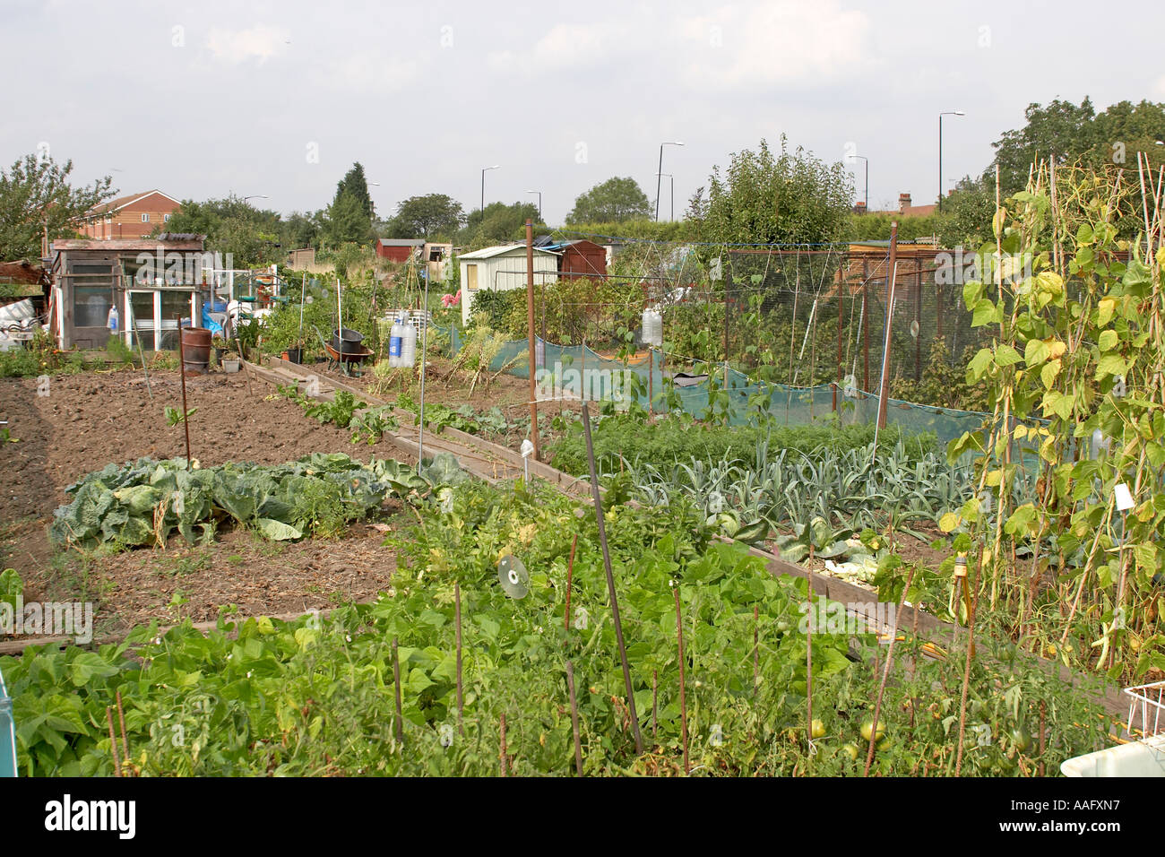 Allotment gardens with organic home grown fruit and vegetables ...