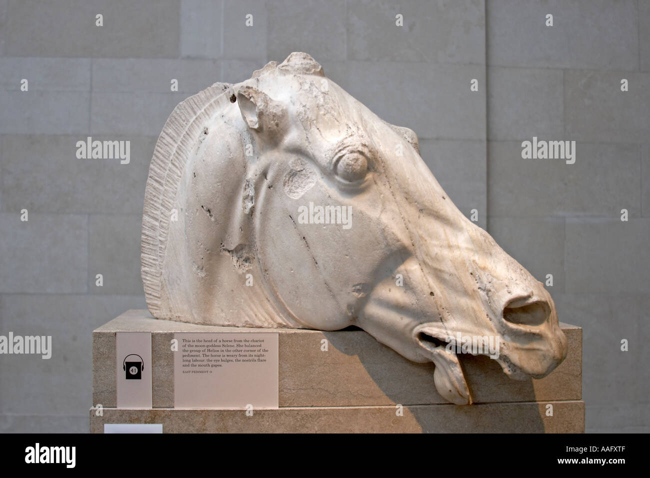 Horse from the chariot of the moon goddess Selene from East Pediment of ...