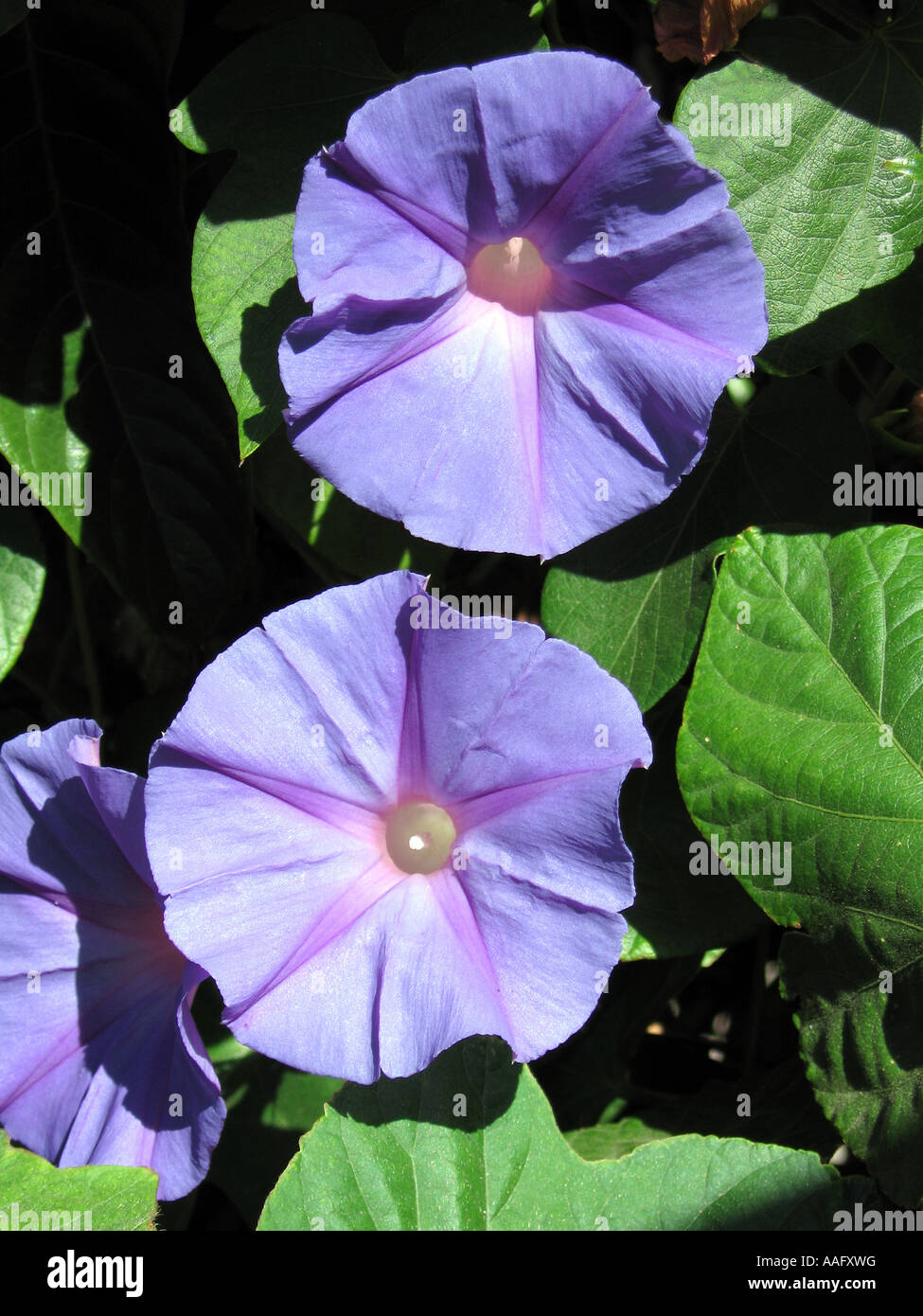 Penta flower hi-res stock photography and images - Alamy