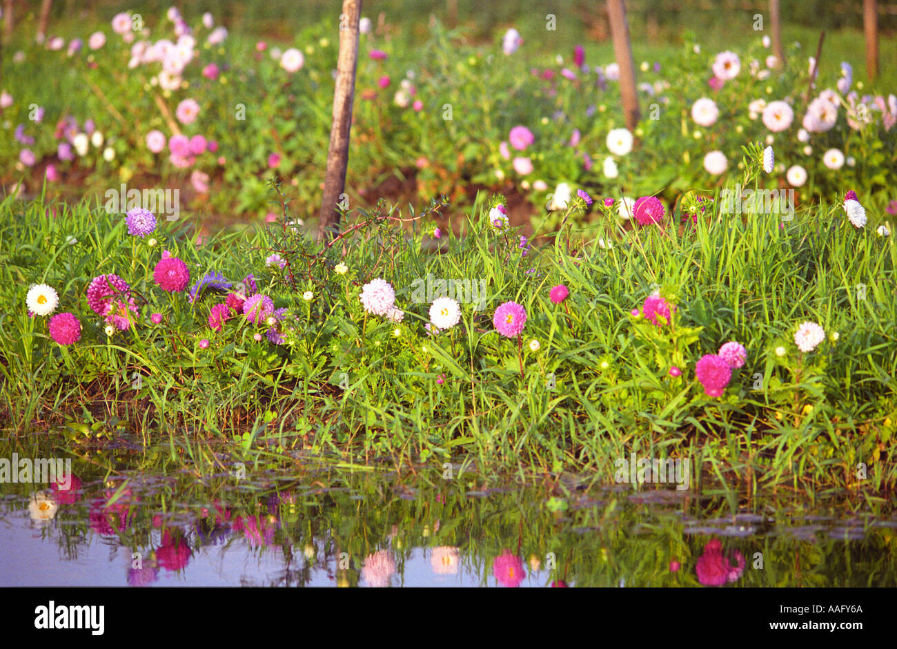 Water Hyacinths Floating Garden Inle Lake Myanmar Burma Stock Photo - Alamy