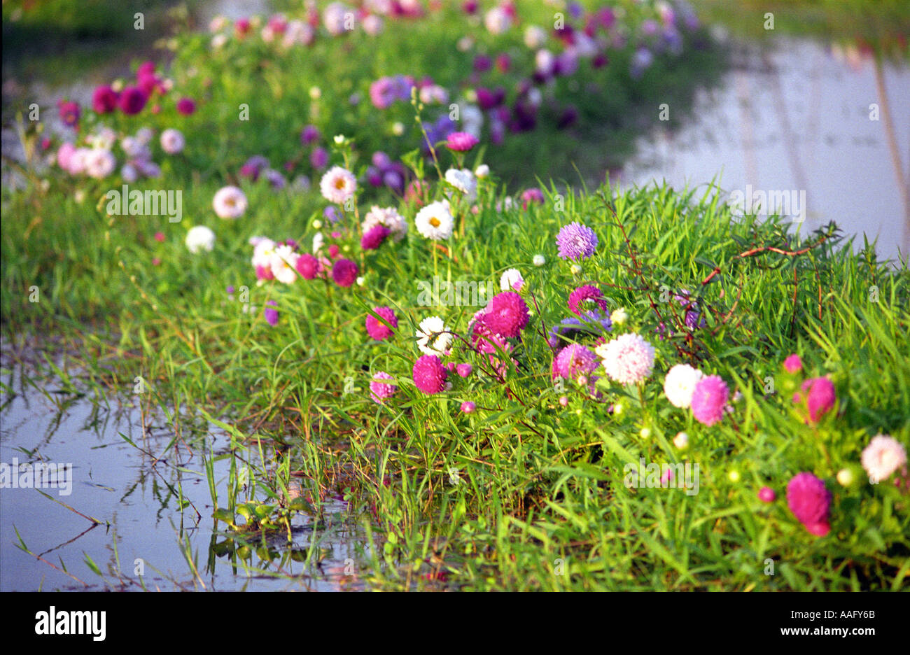 Water Hyacinths Floating Garden Inle Lake Myanmar Burma Stock Photo - Alamy