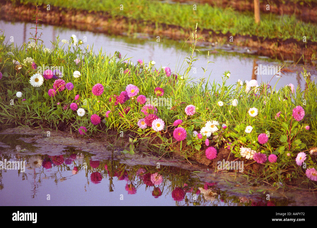 Water Hyacinths Floating Garden Inle Lake Myanmar Burma Stock Photo - Alamy
