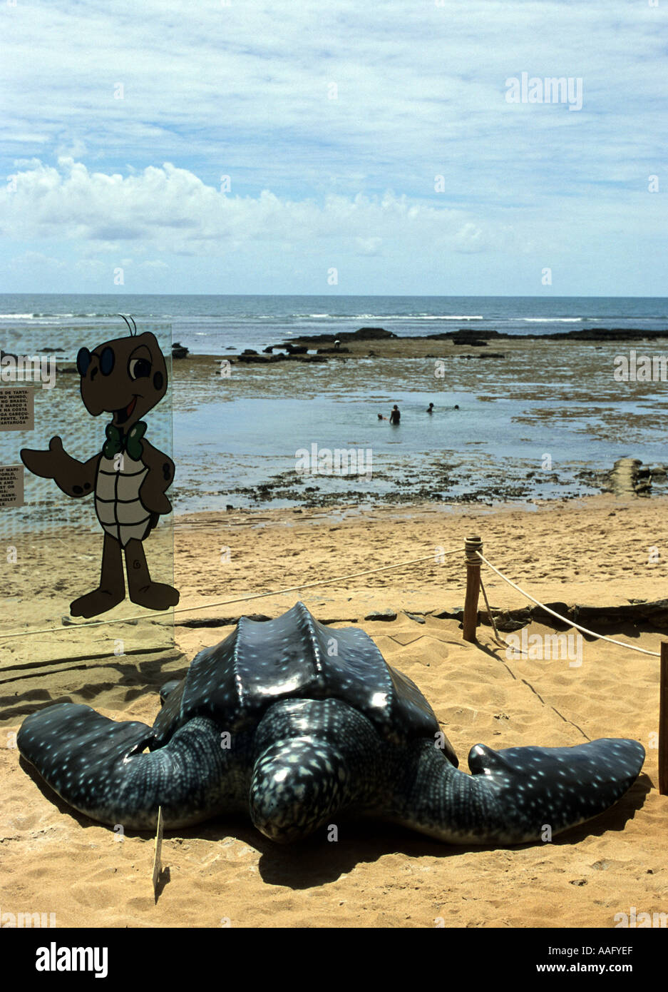 Turtle conservation project Praia do Forte Bahia Brazil Stock Photo - Alamy