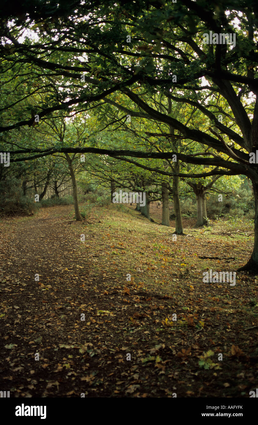 Beccles common hi-res stock photography and images - Alamy