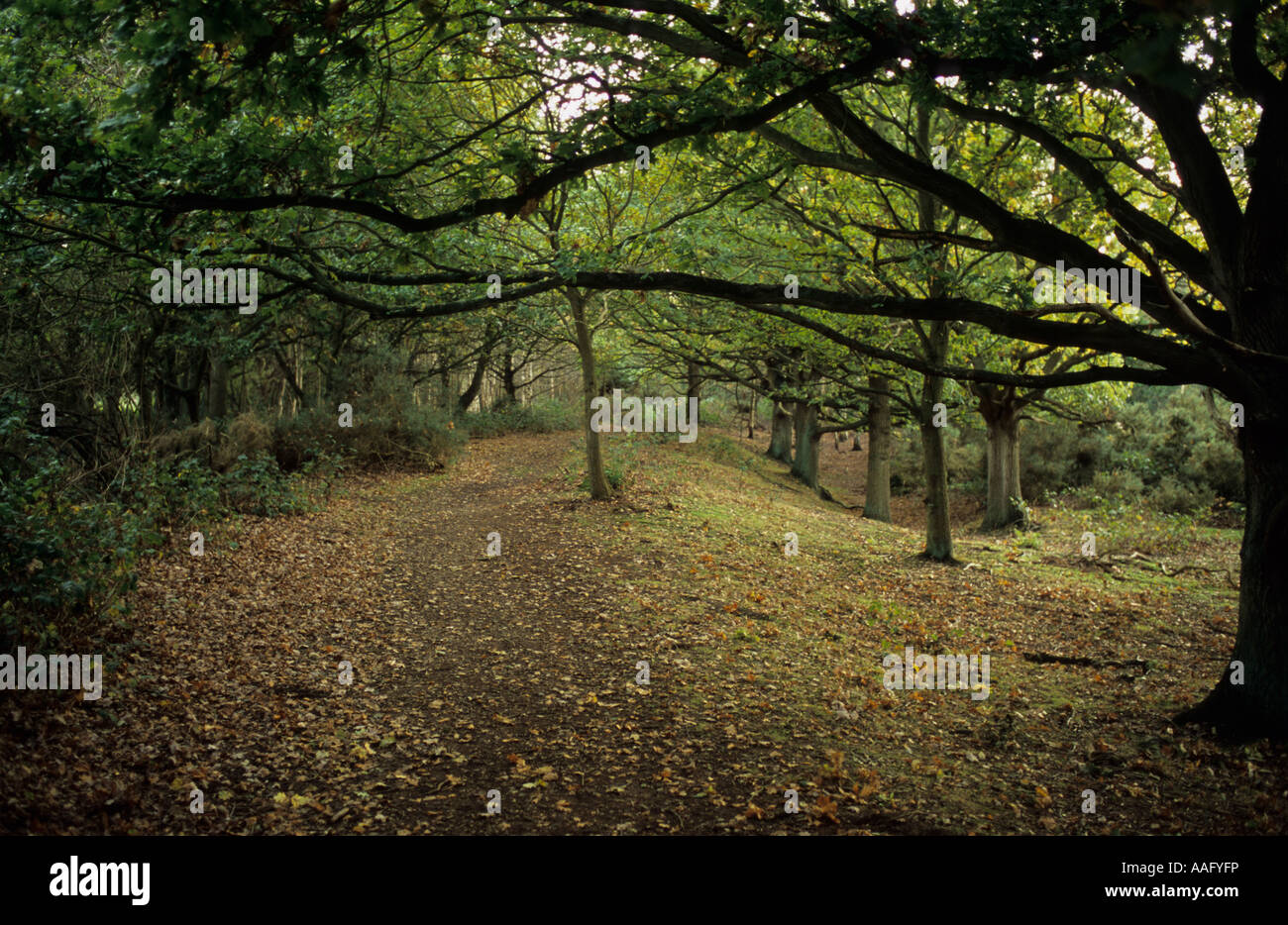Beccles Common in Suffolk Uk in the Autumn Stock Photo - Alamy