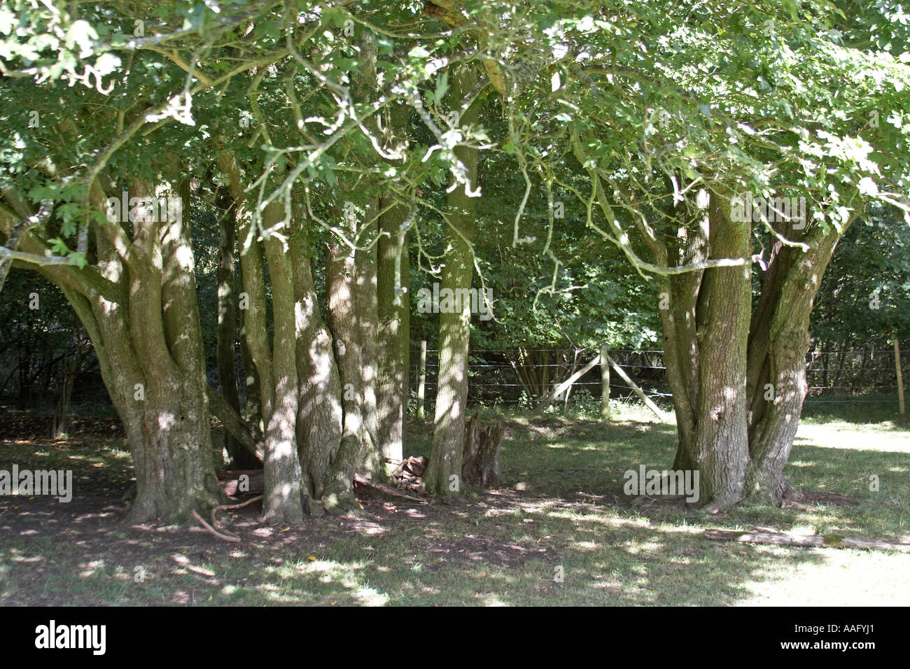 Copse of coppiced oak trees in National Trust Hatfield Forest ...