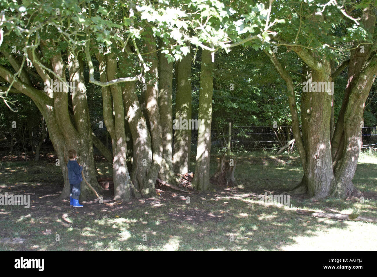 Copse of coppiced oak trees with young boy in National Trust Hatfield ...