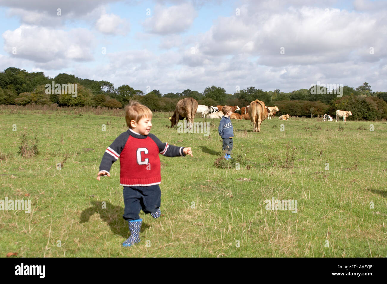 two young boys children among cows or cattle on grass in National Trust ...