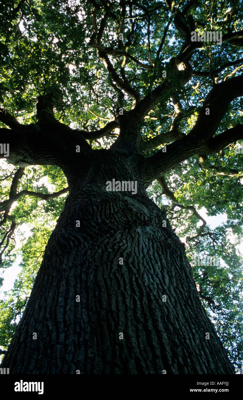 Old trees woodland uk upright vertical hi-res stock photography and ...