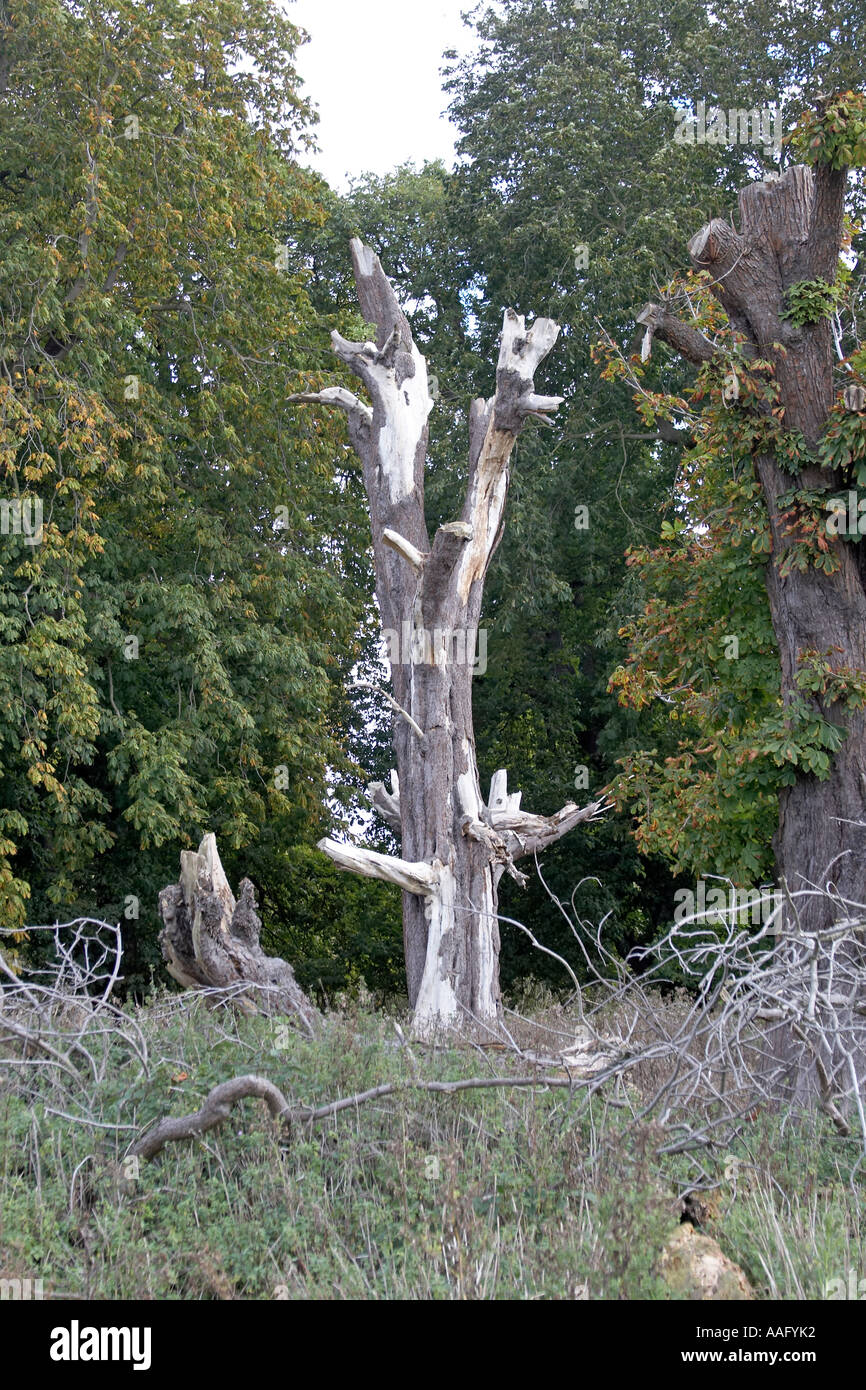 Old dead oak tree trunk in National Trust Hatfield Forest Hertfordshire ...