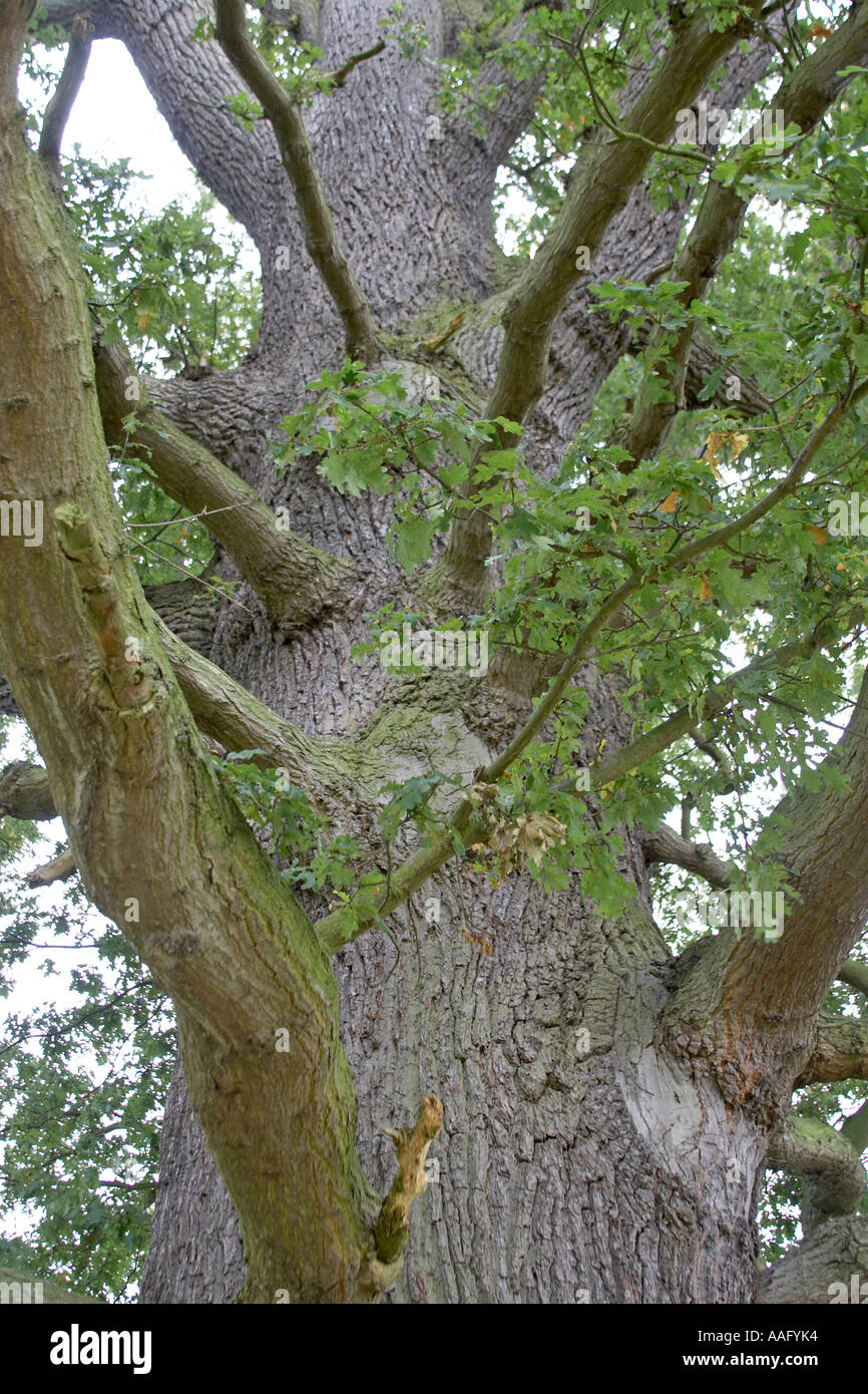 Old mature oak tree in National Trust Hatfield Forest Hertfordshire ...