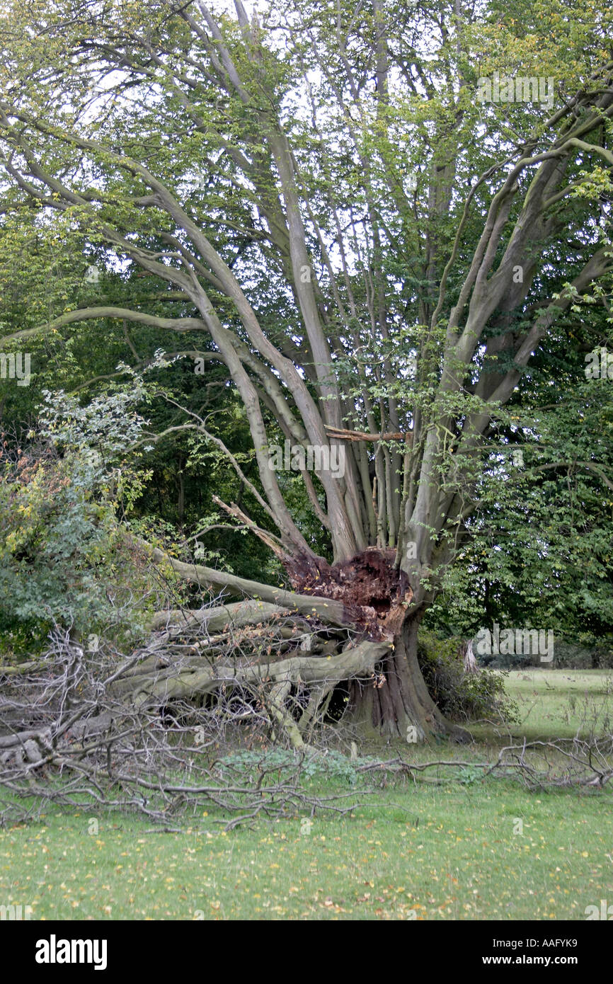 Old half fallen coppiced hornbeam tree with rotten dead core in ...