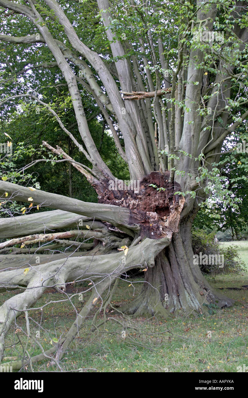 Old half fallen coppiced hornbeam tree with rotten dead core in ...