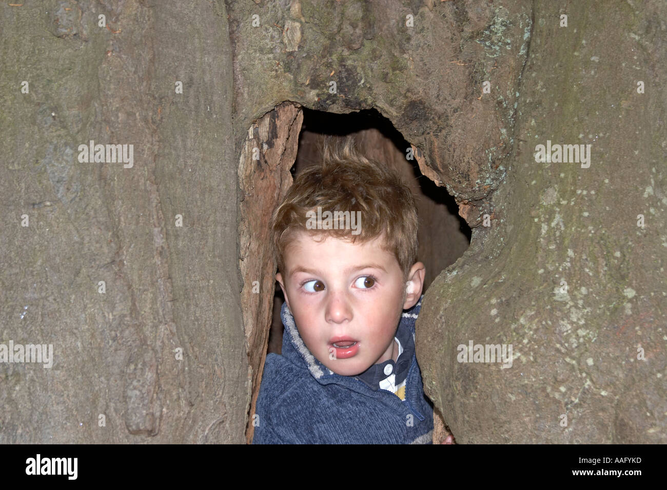 Young boy child looking out from hornbeam tree with expression of ...