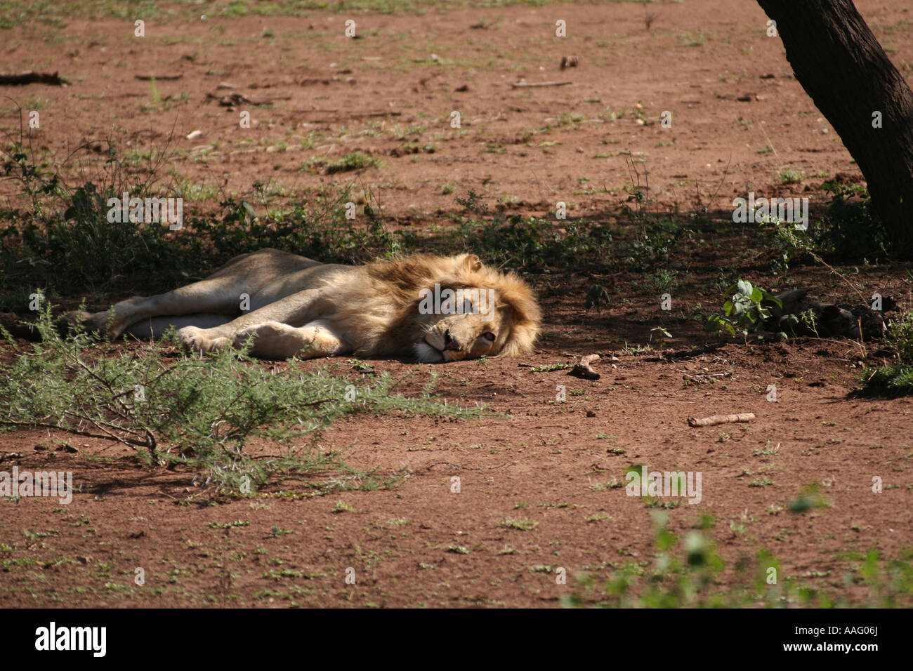 Male lion lying under a tree Serengeti NP Tanzania Stock Photo - Alamy