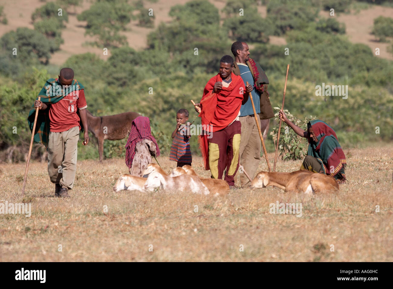Ethiopian goat herder hi-res stock photography and images - Alamy