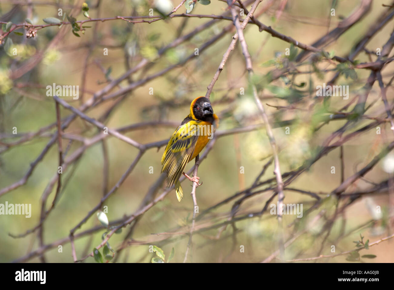 Black headed weaver bird male singing near Kuch Ethiopia Africa Animal ...