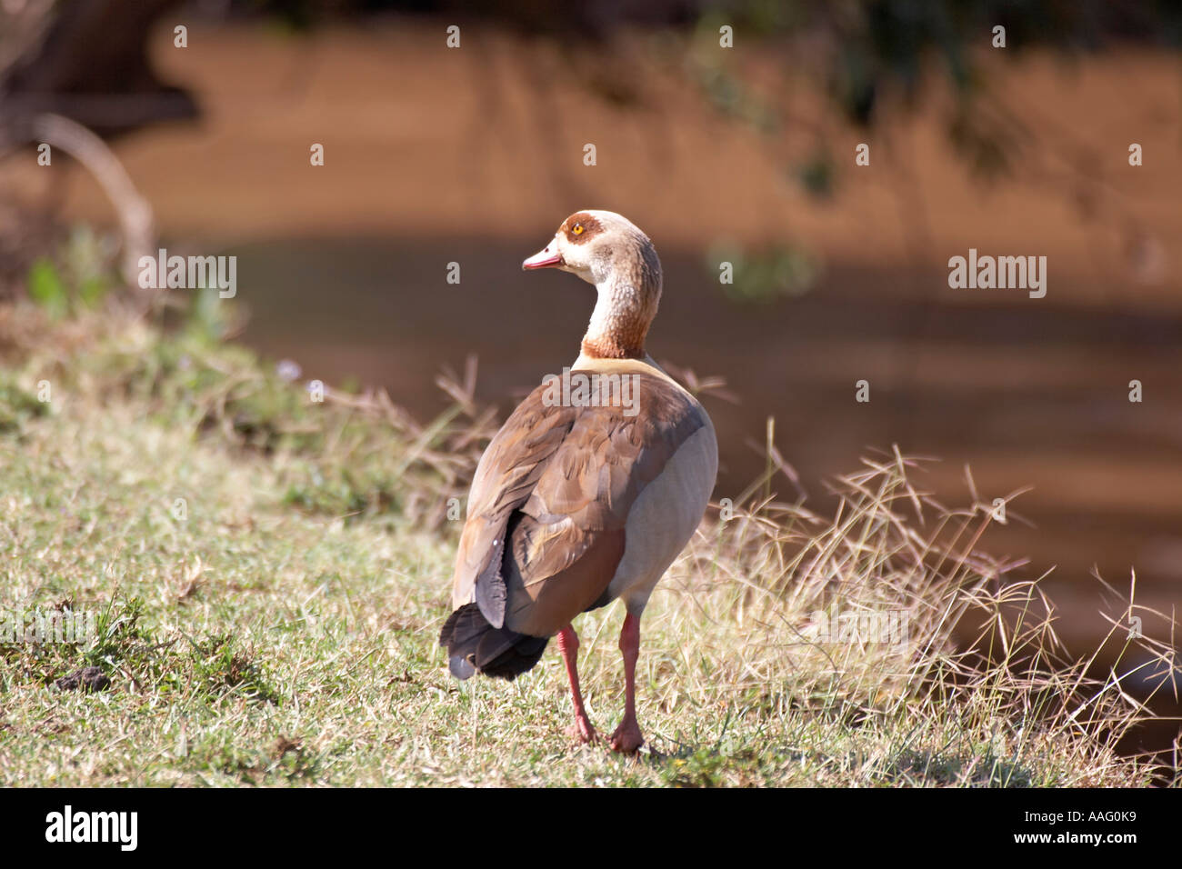 Ethiopian goose hi-res stock photography and images - Alamy