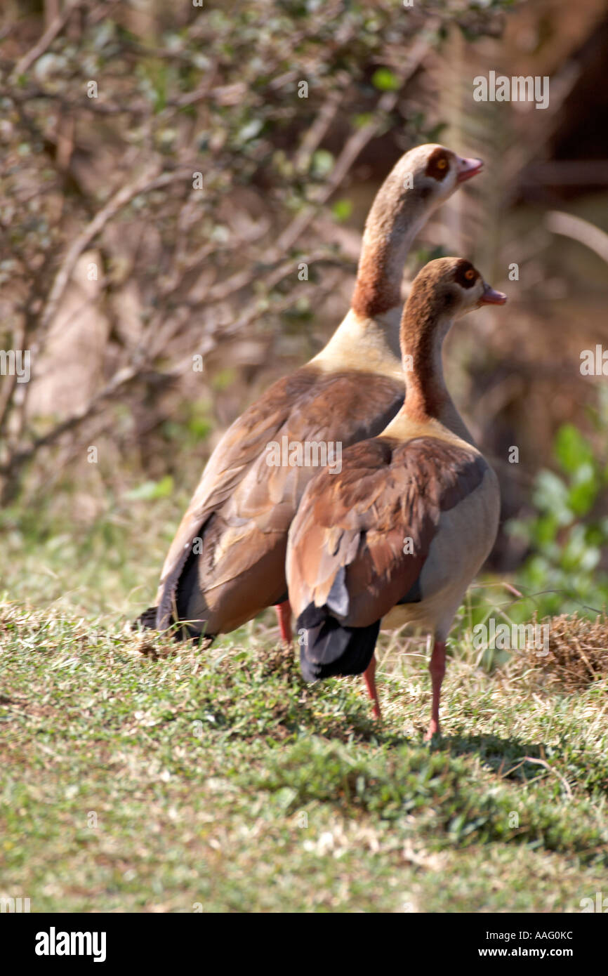 Ethiopian goose hi-res stock photography and images - Alamy