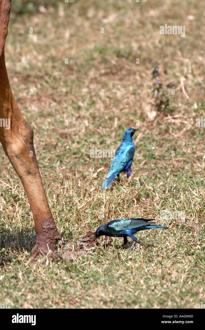 Blue eared glossy starling amongst cattle or cows feet eating insects ...