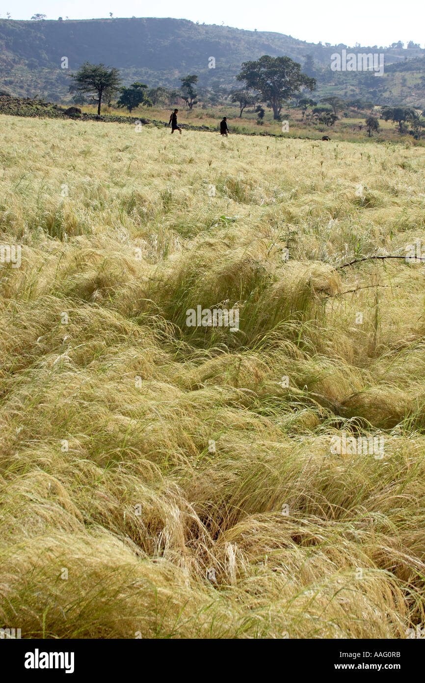 Cultivated fields and teff agriculture crops in Fetan river valley ...