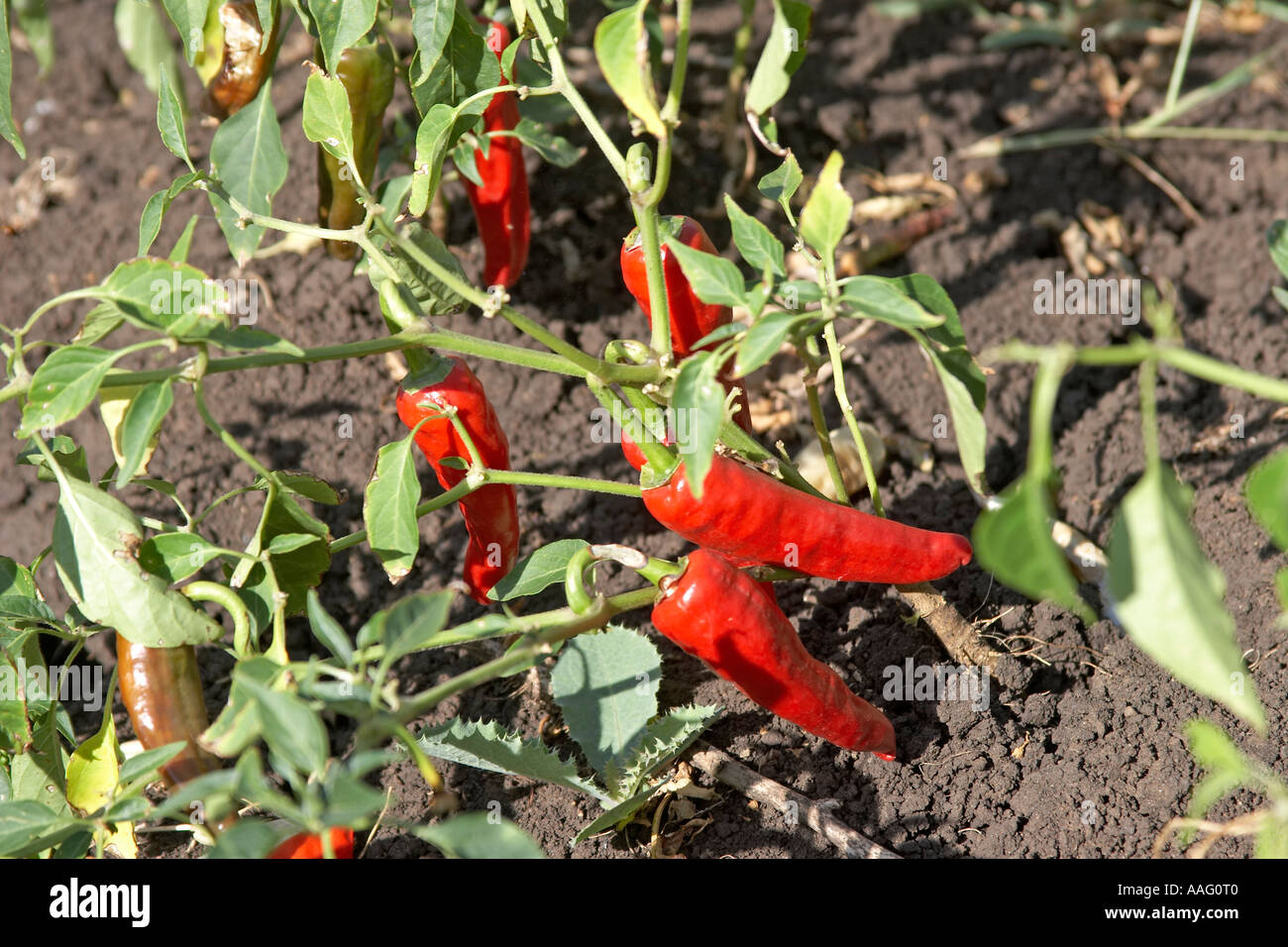 Cultivated fields of chilli agriculture crops in Fetan river valley ...