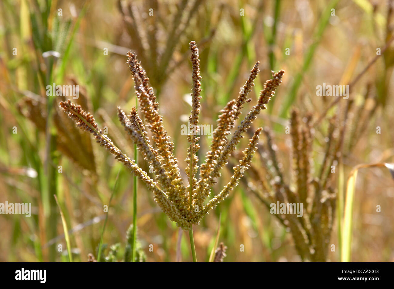 Maize seed head hi-res stock photography and images - Alamy
