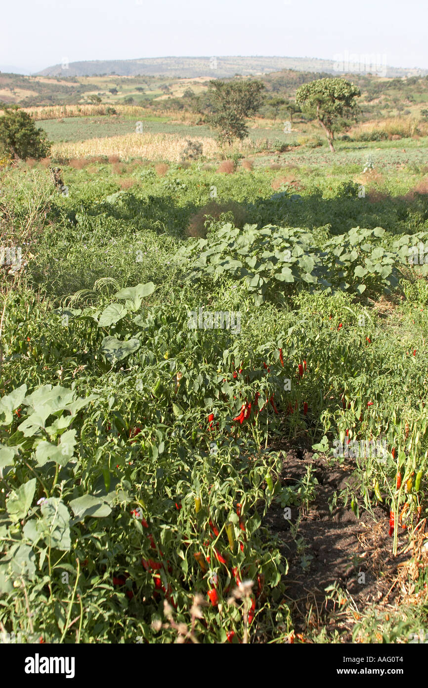 Cultivated fields of chile agriculture crops in Fetan river valley ...