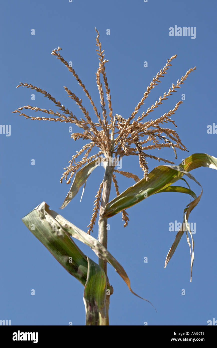 Maize seed head hi-res stock photography and images - Alamy