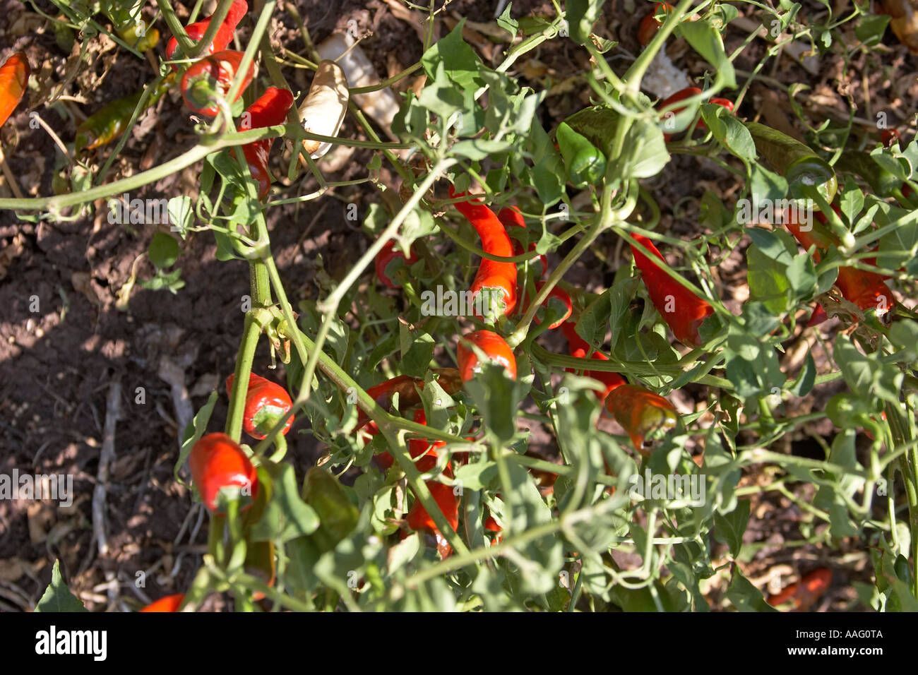 Cultivated fields of chilli agriculture crops in Fetan river valley ...