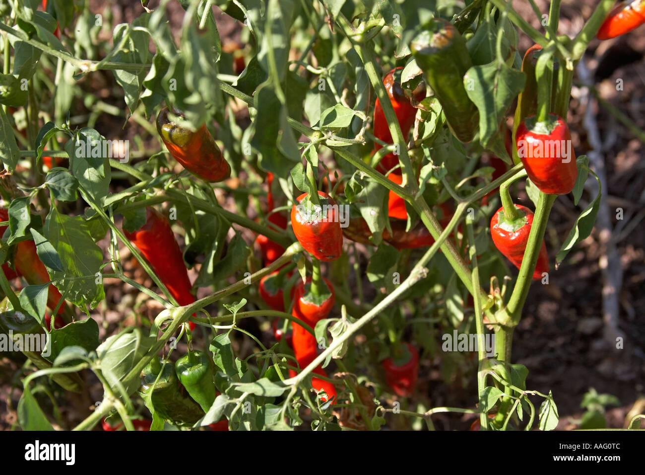 Cultivated fields of chilli agriculture crops in Fetan river valley ...