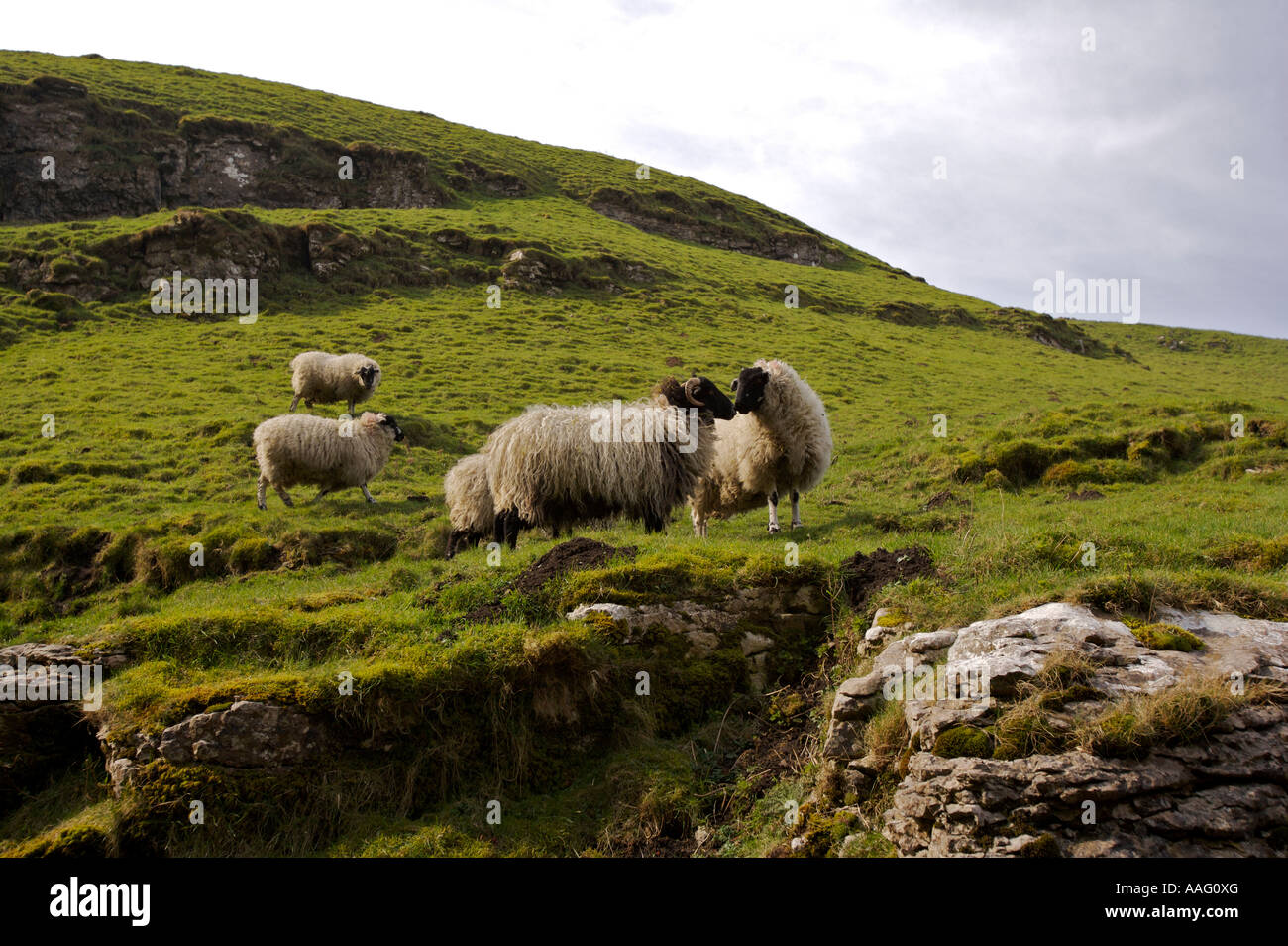 Sheep kissing in the Peak District Derbyshire UK Stock Photo - Alamy