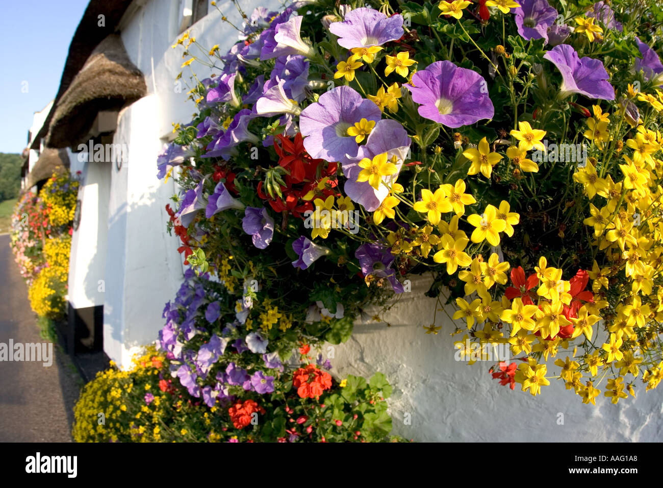 Devon cottages showing colourful flowers in the village of Branscombe ...