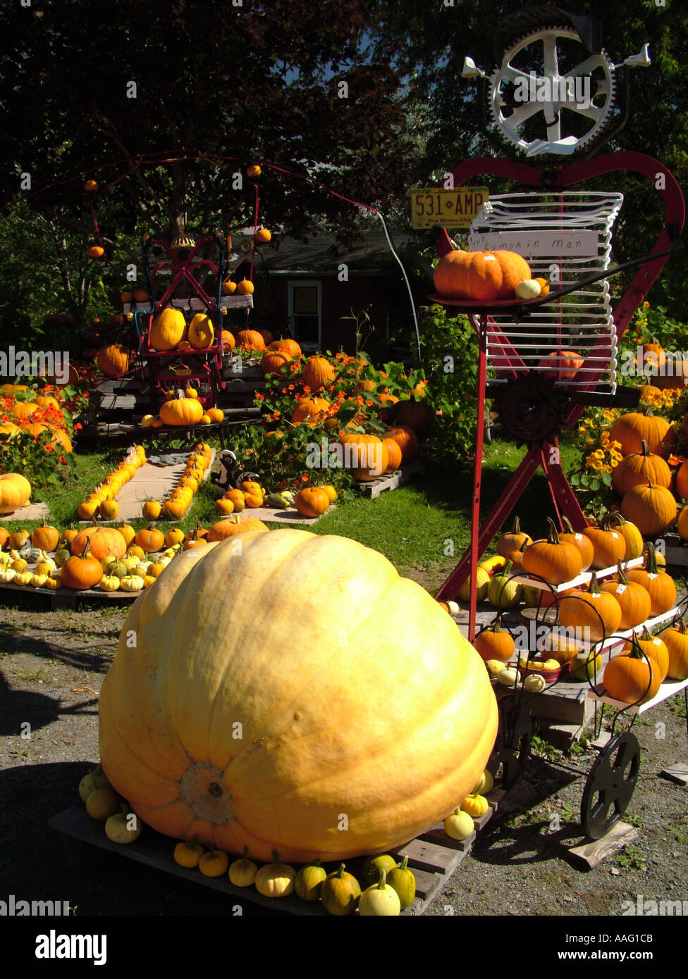 Shepody hi-res stock photography and images - Alamy