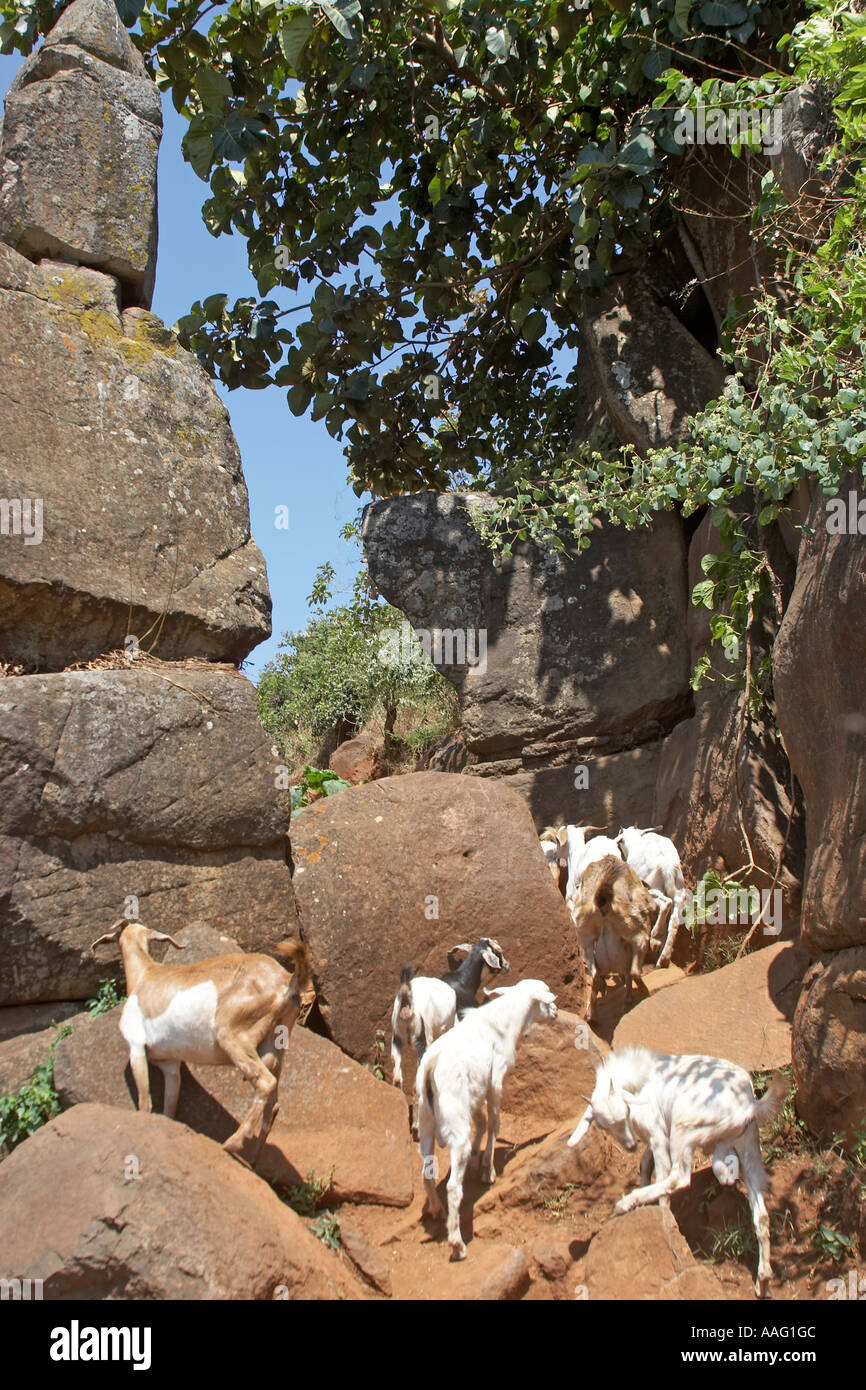 Goats on escarpment of Fetan river valley below Kuch Ethiopia Africa ...