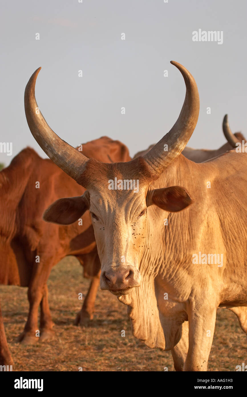 African cows or cattle with long horns by the Fetam river near Kuch ...