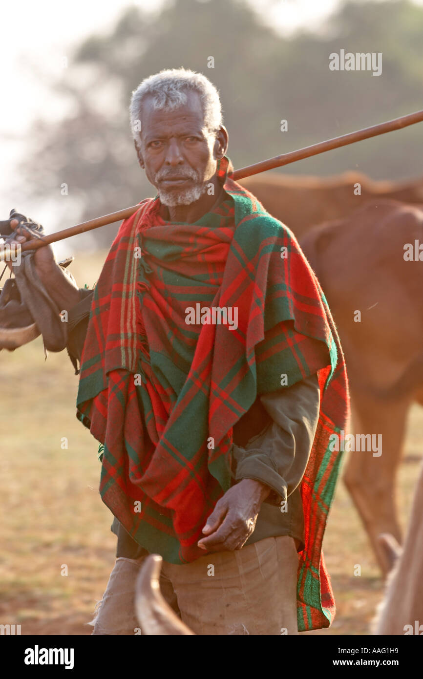 Herdsman with stick and African cows or cattle with long horns by the ...