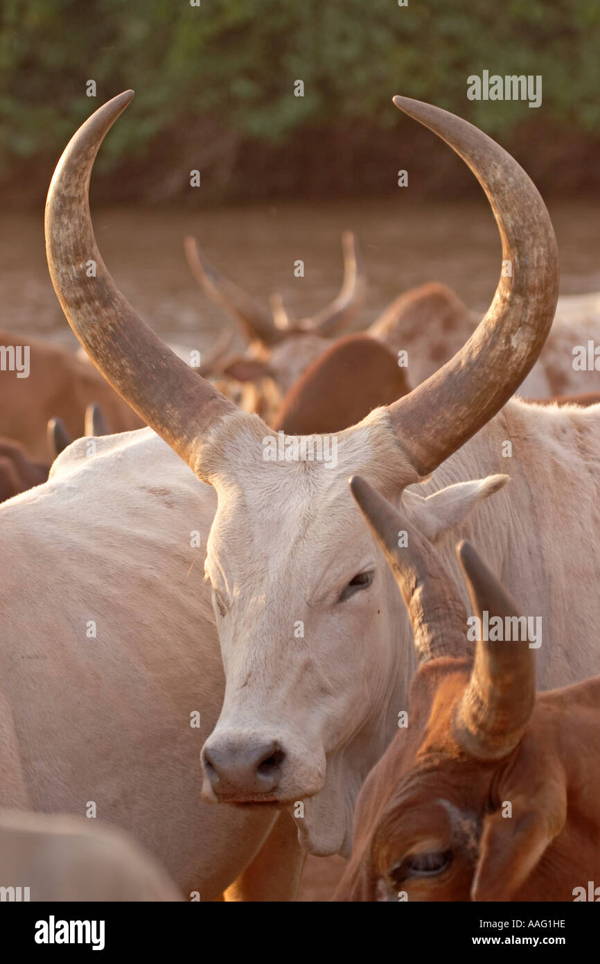 African cows or cattle with long horns by the Fetam river near Kuch ...