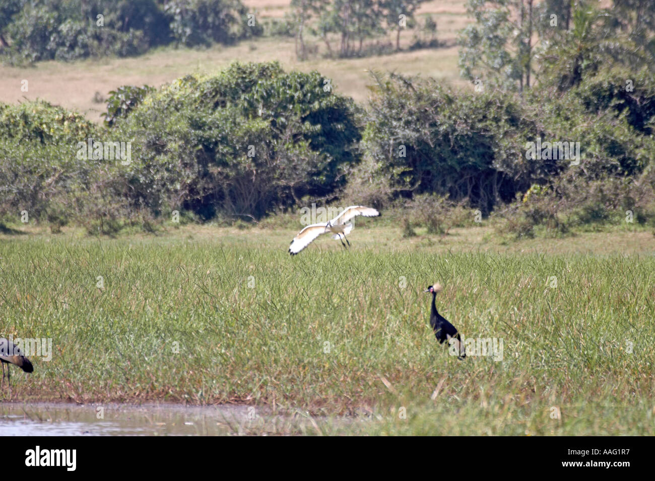 African sacred ibis standing hi-res stock photography and images - Alamy